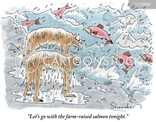 Salmon Cartoons and Comics - funny pictures from CartoonStock