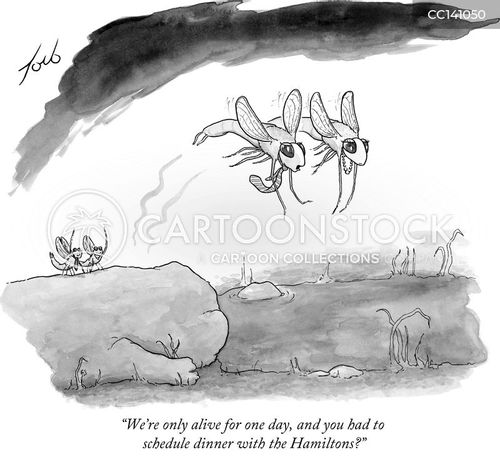 Mayfly Cartoons and Comics - funny pictures from CartoonStock